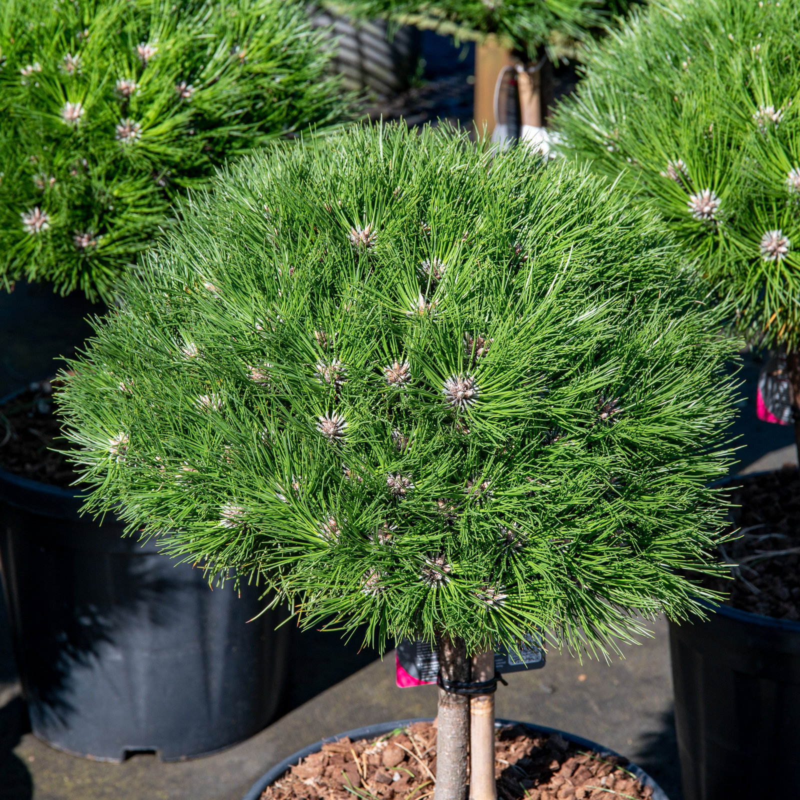 Gattung Pinus | Pflanzmich.de