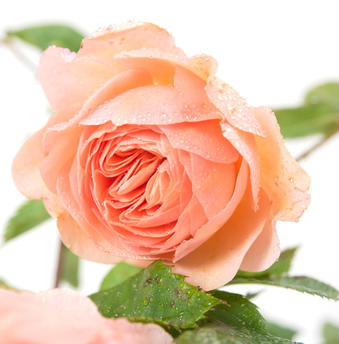 Strauchrose Leander - Rosa Leander günstig kaufen