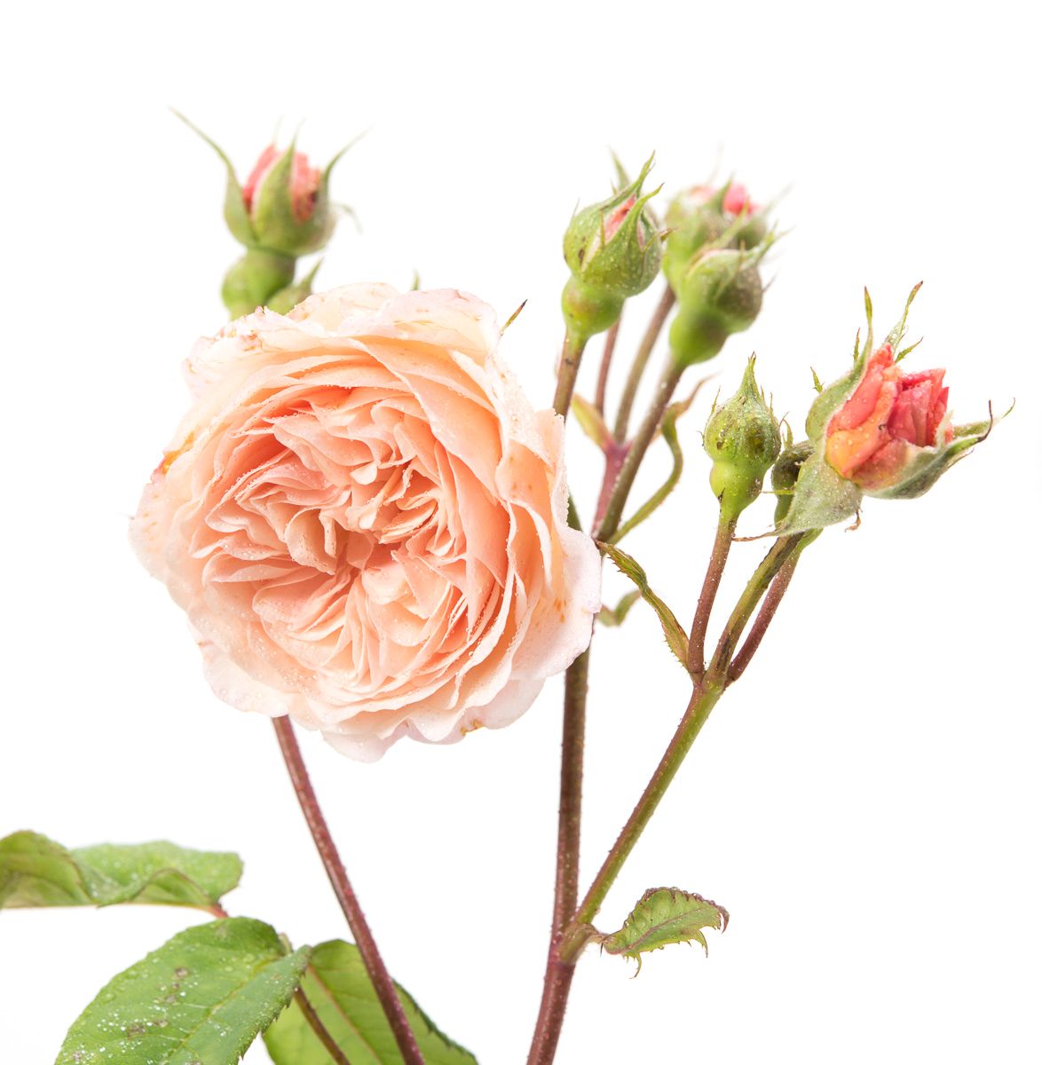 Strauchrose Leander - Rosa Leander günstig kaufen