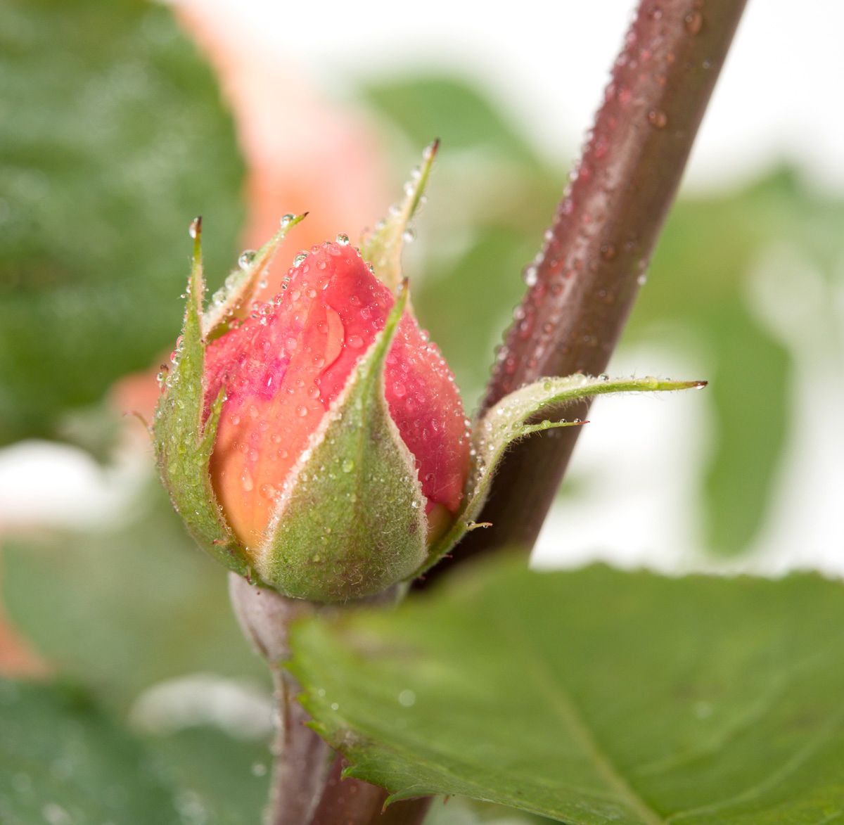 Strauchrose Leander - Rosa Leander günstig kaufen