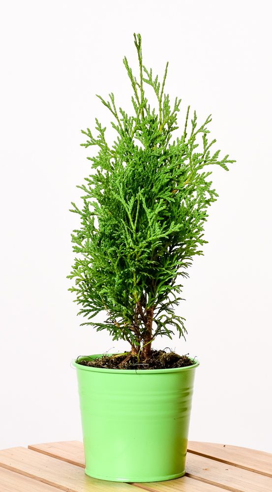 Lebensbaum Holmstrup - Thuja occidentalis Holmstrup günstig kaufen