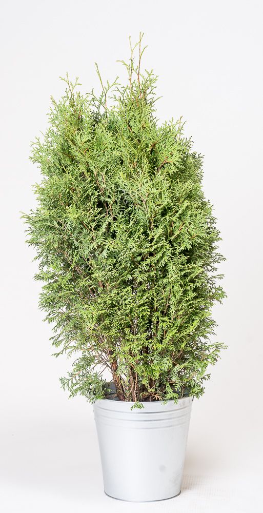 Lebensbaum Holmstrup - Thuja occidentalis Holmstrup günstig kaufen