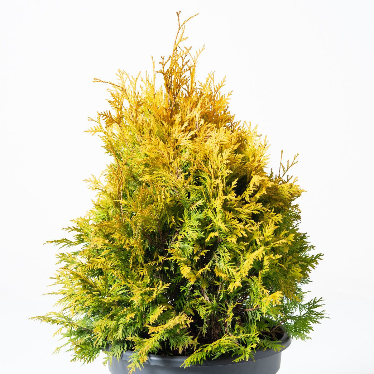 Lebensbaum Sunkist - Thuja occidentalis Sunkist günstig kaufen