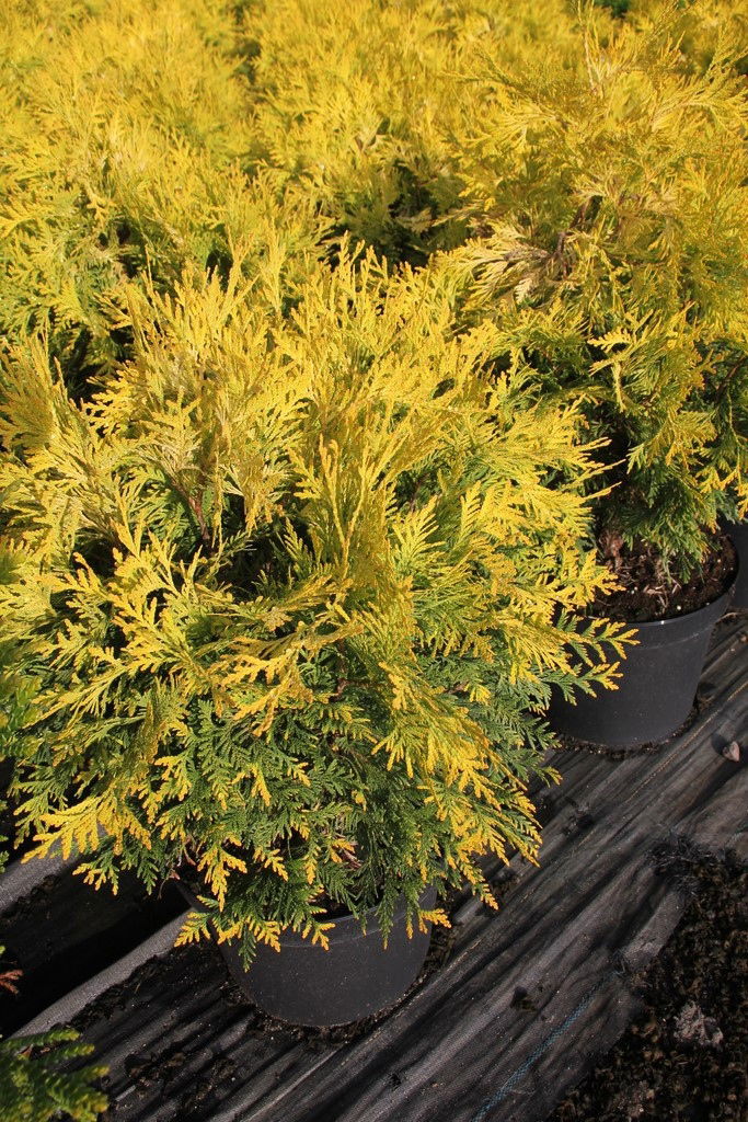 Lebensbaum Sunkist - Thuja occidentalis Sunkist günstig kaufen
