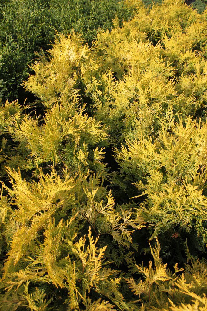 Lebensbaum Sunkist - Thuja occidentalis Sunkist günstig kaufen