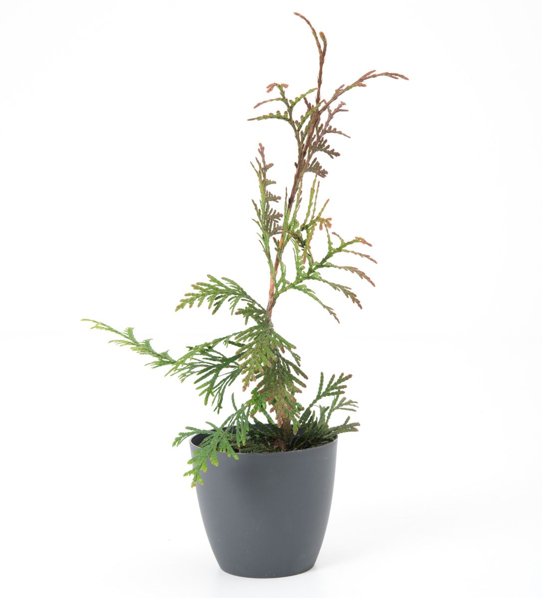 Japanischer Lebensbaum - Thuja standishii günstig kaufen