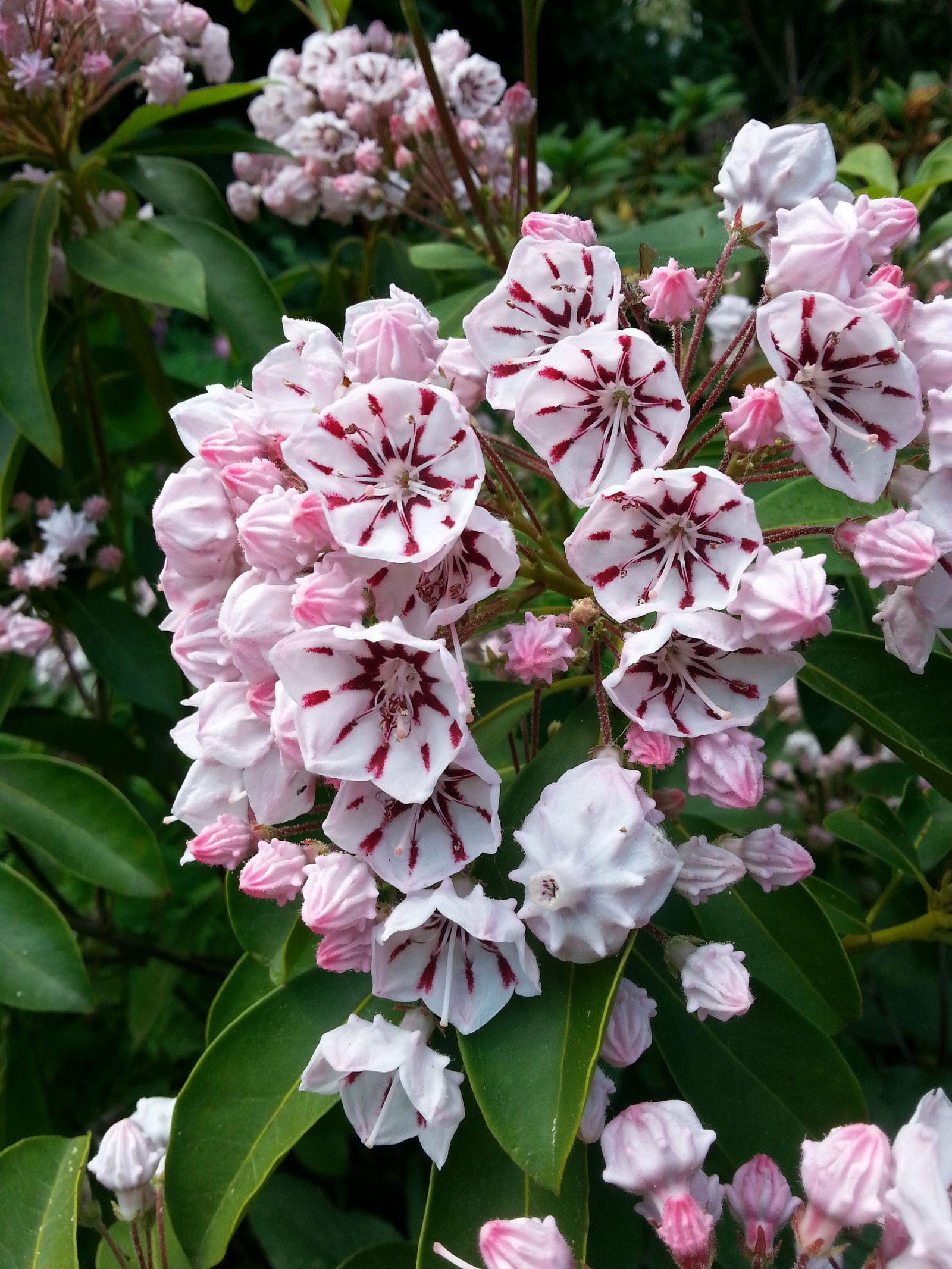Berglorbeer Peppermint - Kalmia latifolia Peppermint günstig kaufen