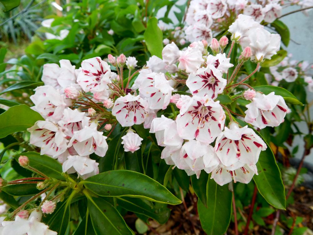 Berglorbeer Peppermint - Kalmia latifolia Peppermint günstig kaufen
