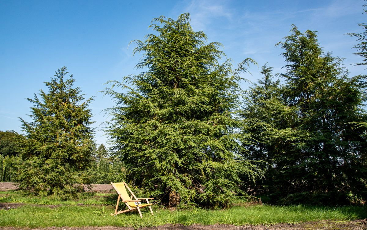 Kanadische Hemlocktanne - Tsuga canadensis günstig kaufen