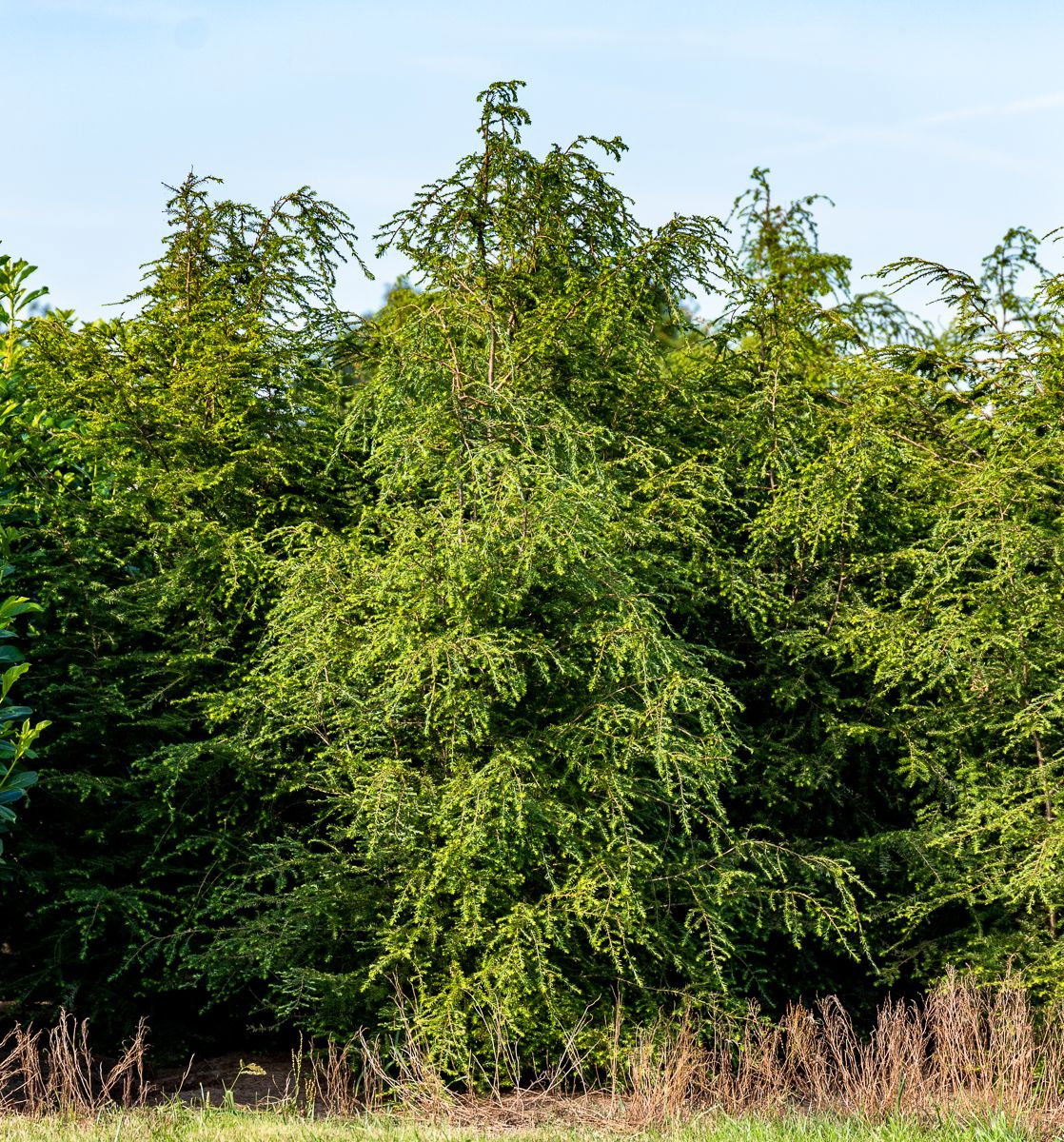 Kanadische Hemlocktanne - Tsuga canadensis günstig kaufen