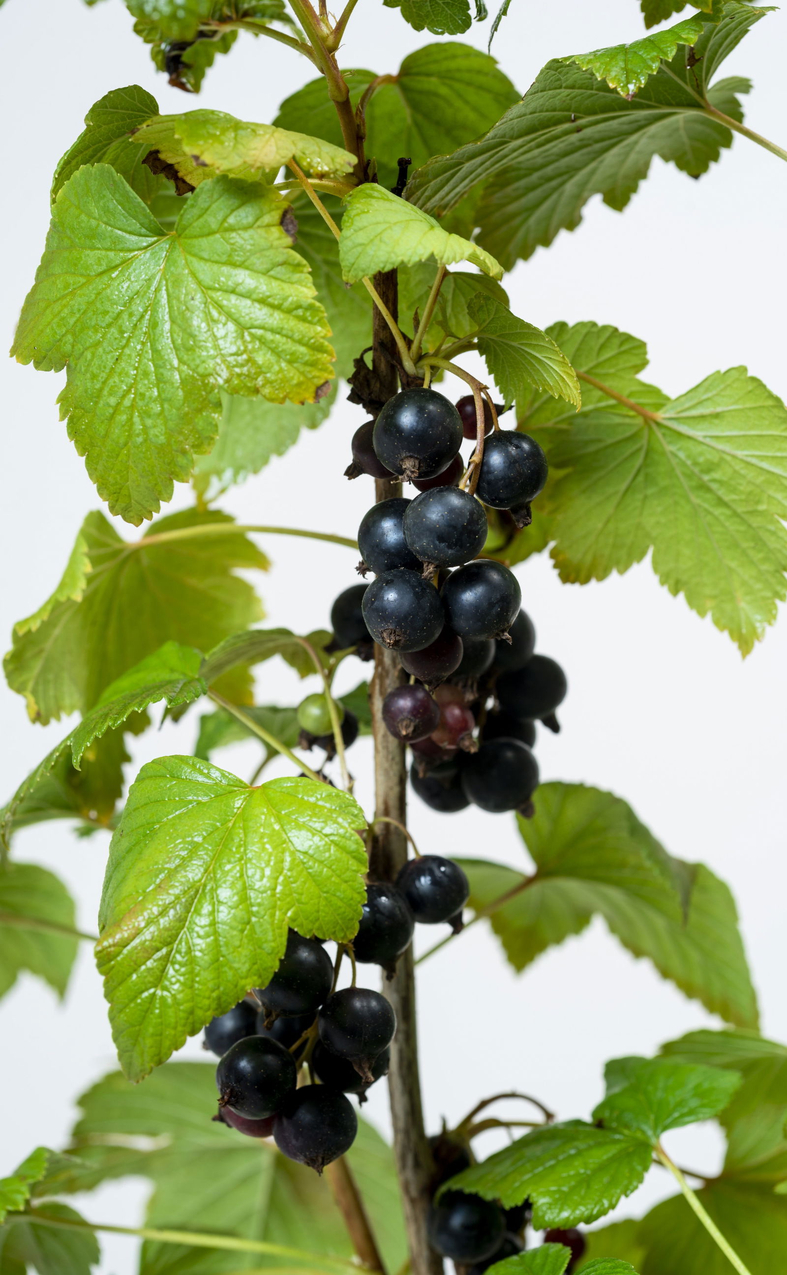 Schwarze Johannisbeere - Ribes nigrum günstig kaufen