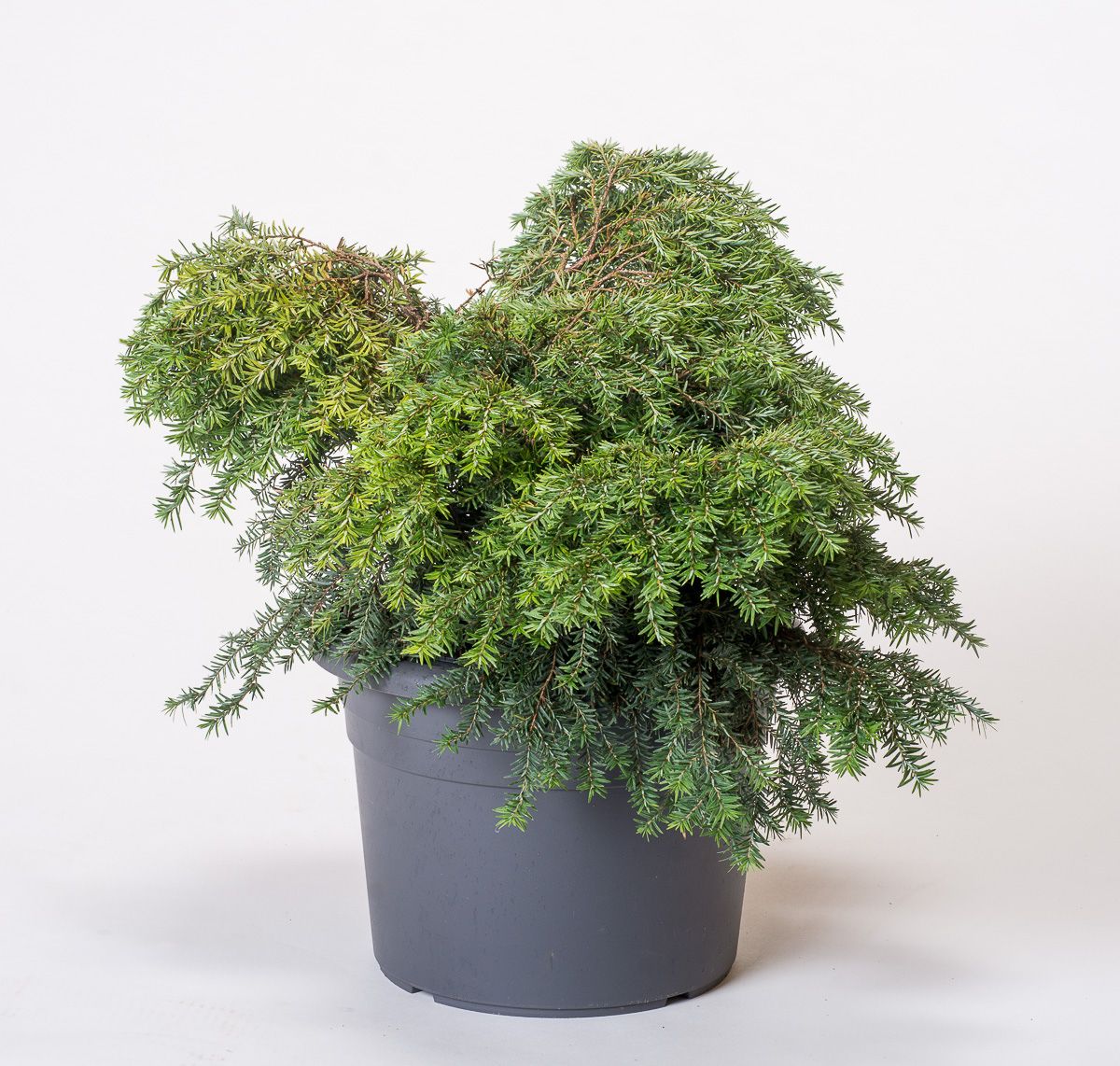 Kanadische Hemlocktanne - Tsuga canadensis günstig kaufen