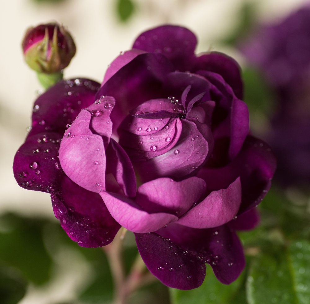 Rose Cardinal de Richelieu - Rosa Cardinal de Richelieu günstig kaufen