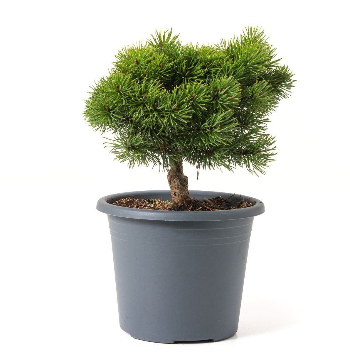 Berg-Kiefer March - Pinus mugo var. mughus March günstig kaufen