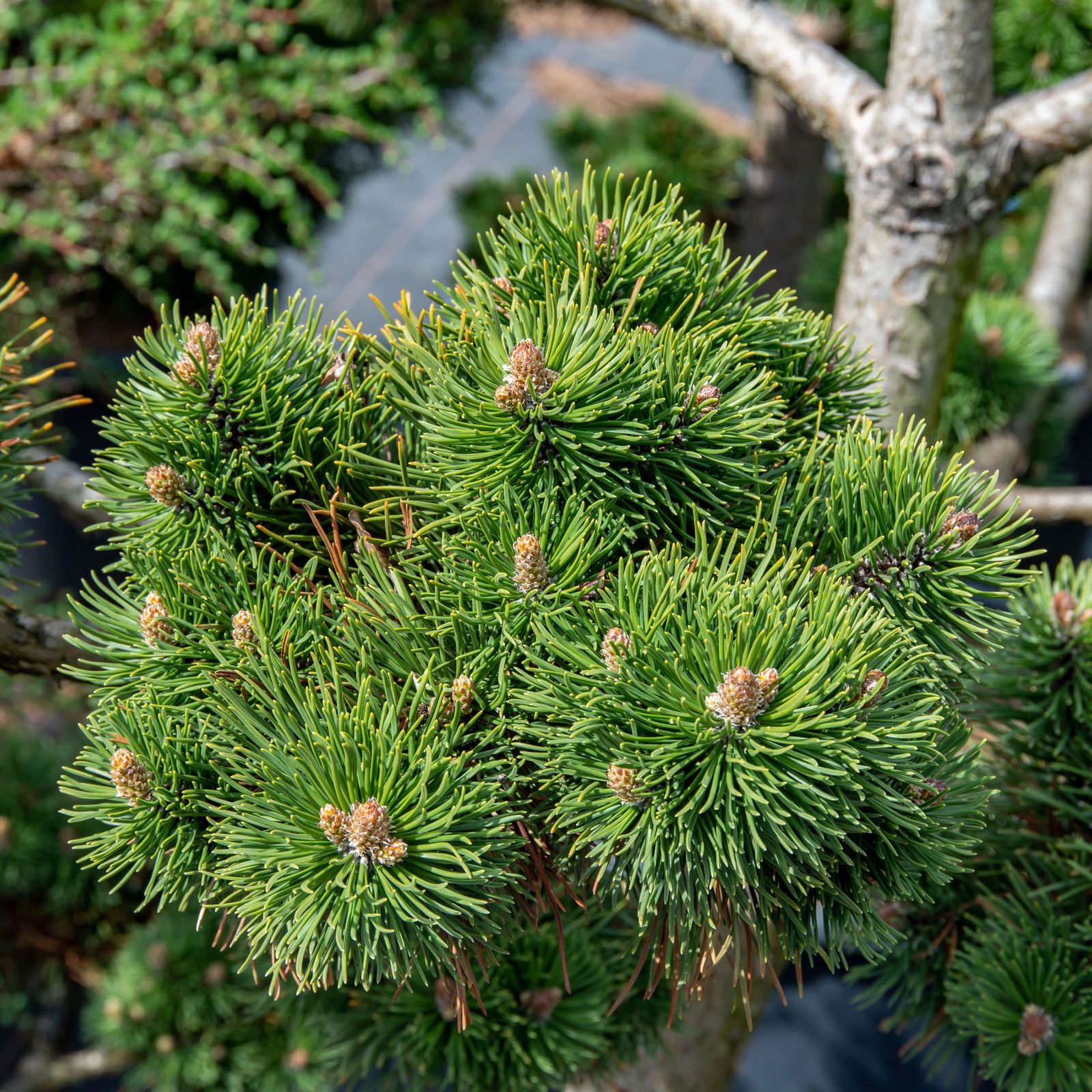 Berg-Kiefer March - Pinus mugo var. mughus March günstig kaufen
