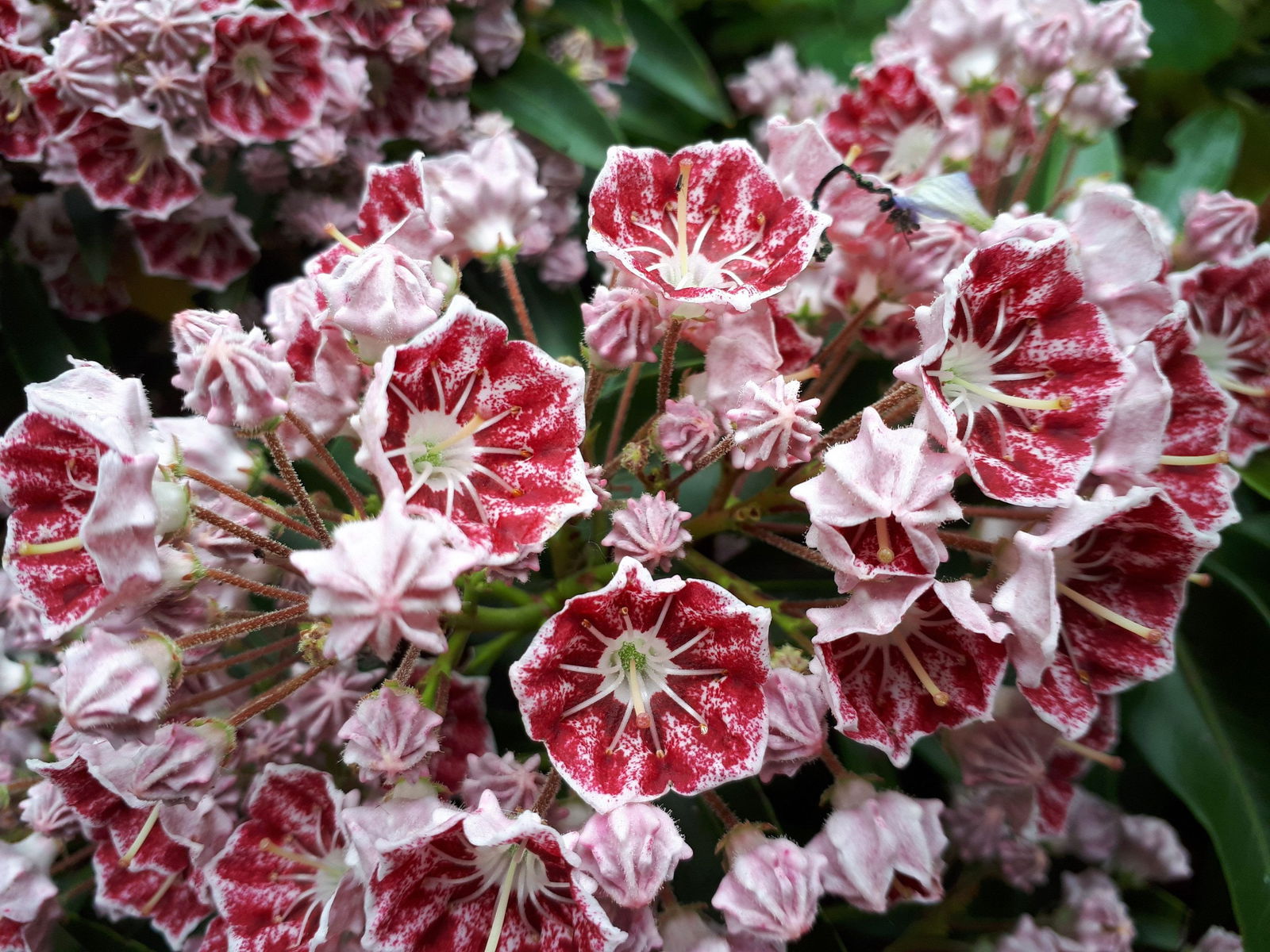 Berglorbeer Pinwheel - Kalmia latifolia Pinwheel günstig kaufen