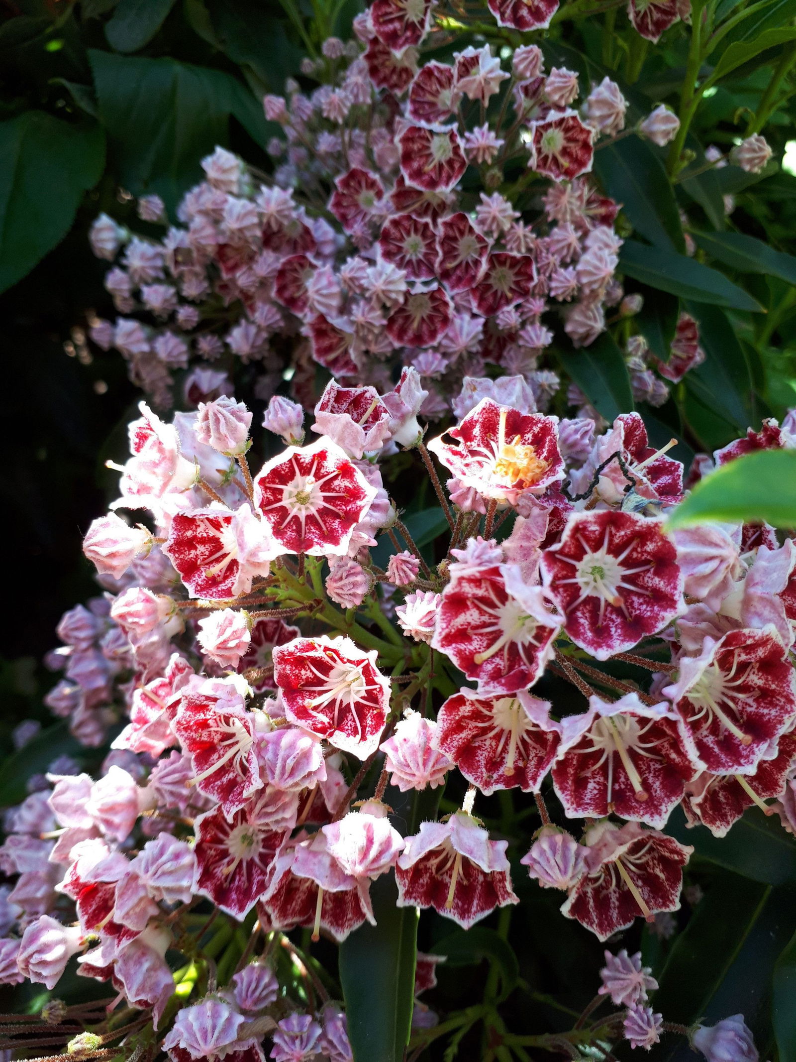 Berglorbeer Pinwheel - Kalmia latifolia Pinwheel günstig kaufen