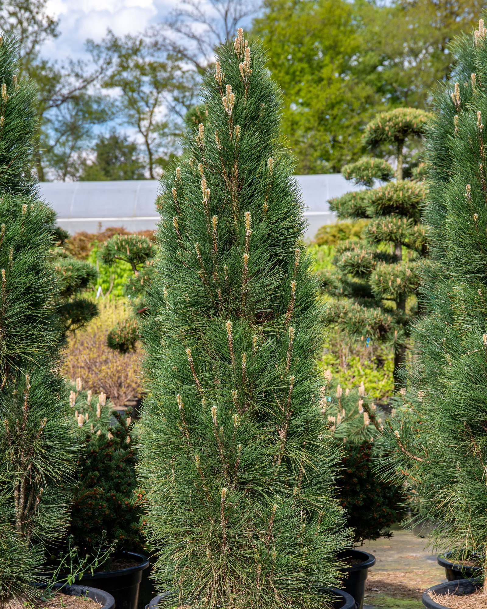 Gattung Pinus | Pflanzmich.de