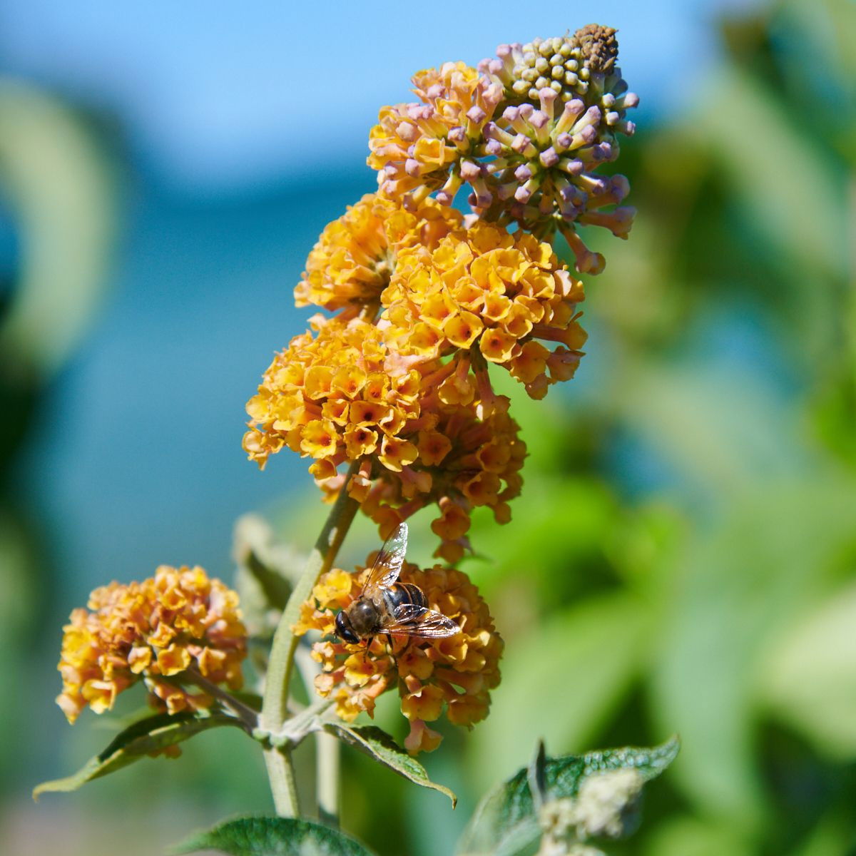 Buddleja davidii Buzz TRIO - Sommerflieder Buzz TRIO | jetzt günstig ...