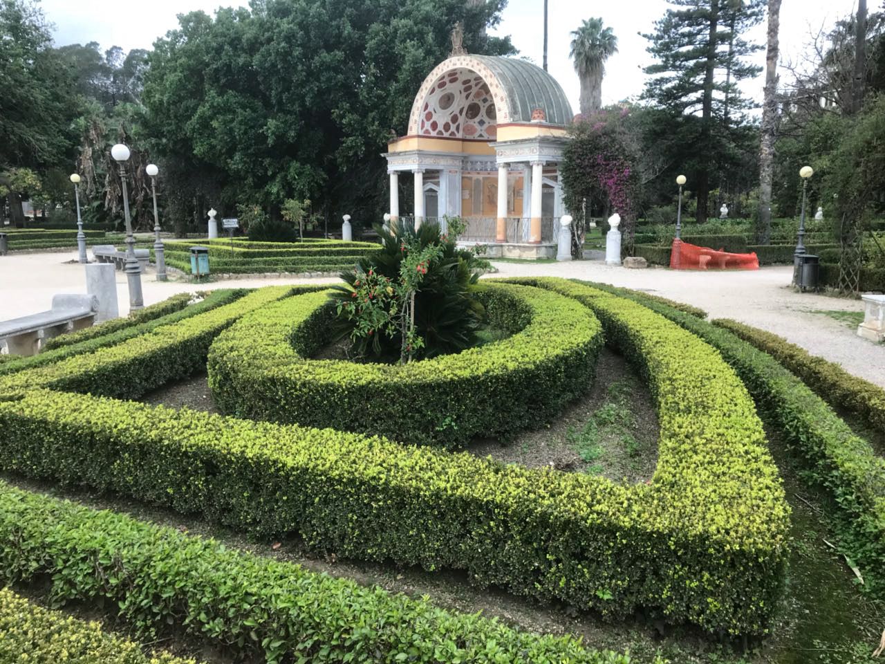Großblättriger Buchsbaum - Buxus sempervirens Rotundifolia günstig kaufen