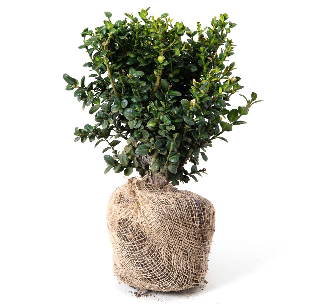 Großblättriger Buchsbaum - Buxus sempervirens Rotundifolia günstig kaufen