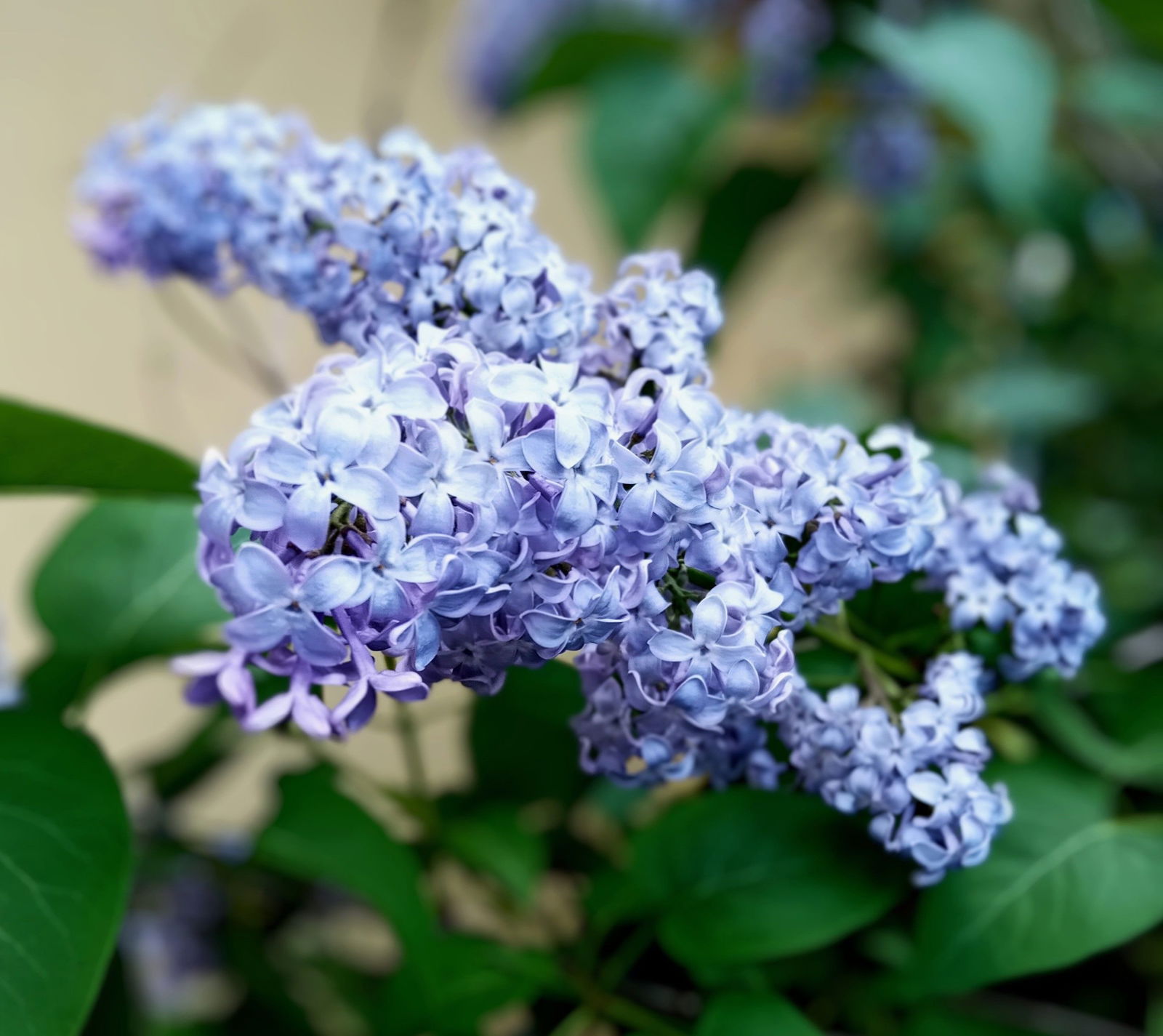 Edelflieder President Grevy - Syringa vulgaris President Grevy günstig ...