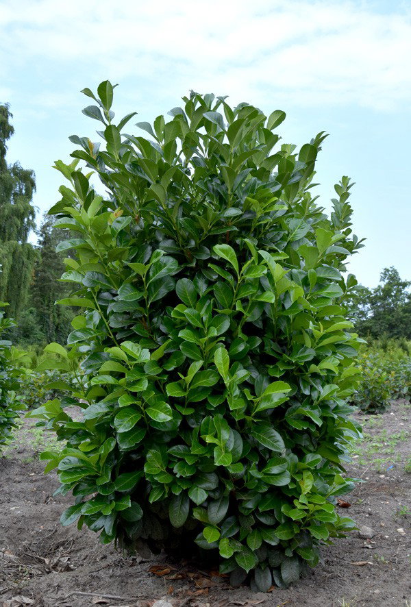 Rundblättriger Kirschlorbeer - Prunus laurocerasus Rotundifolia günstig ...