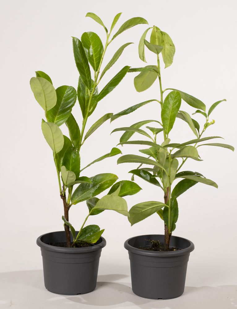 Rundblättriger Kirschlorbeer - Prunus laurocerasus Rotundifolia günstig ...