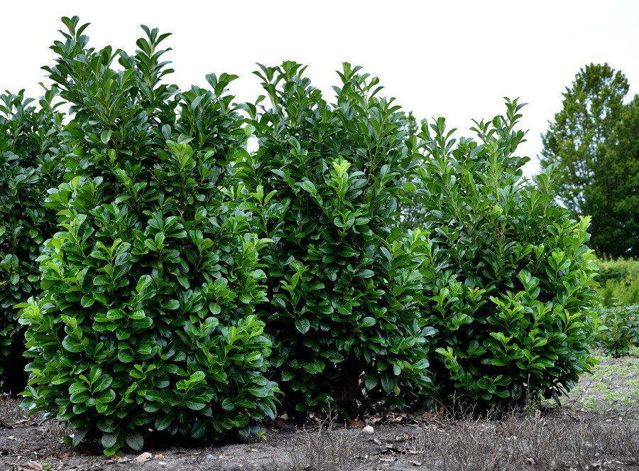 Rundblättriger Kirschlorbeer - Prunus laurocerasus Rotundifolia günstig ...