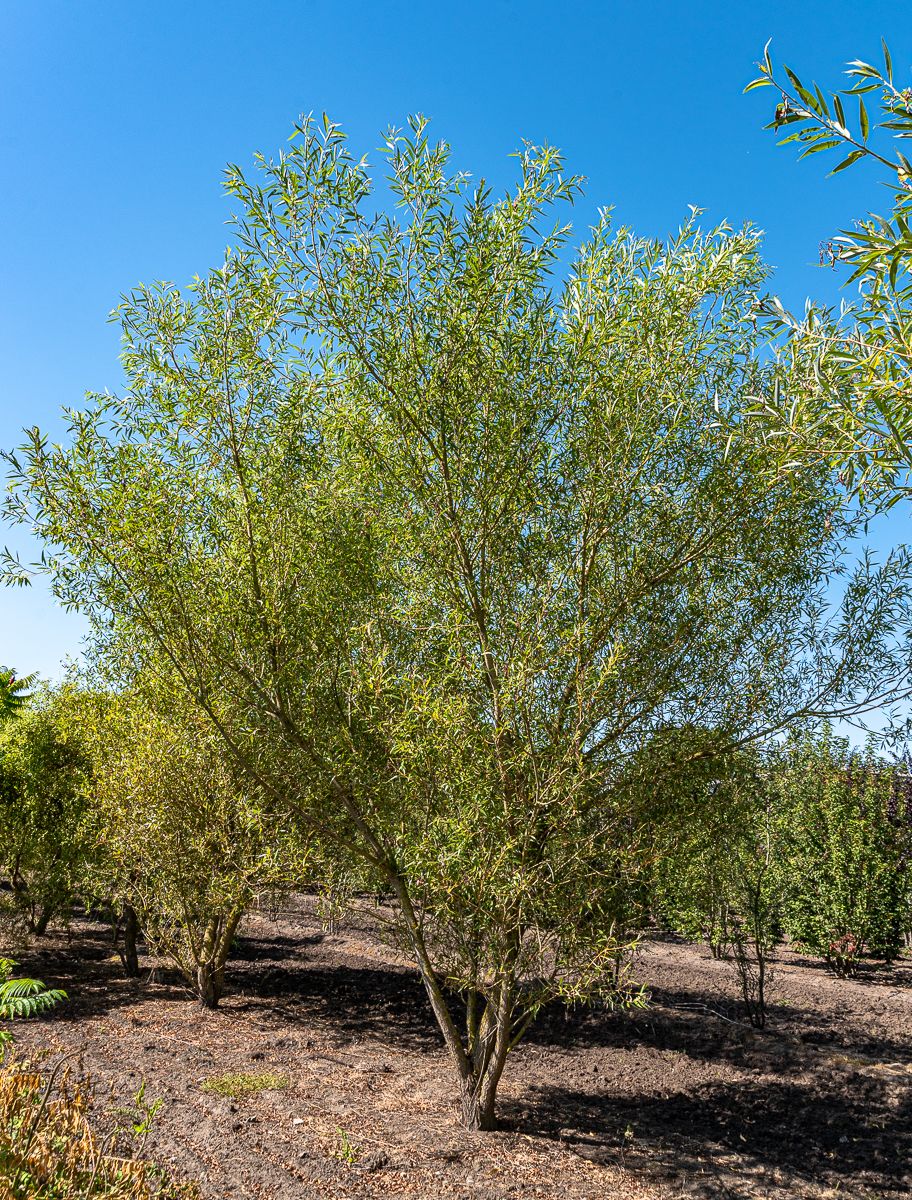 Kegelförmige Silberweide - Salix alba Chermesina günstig kaufen