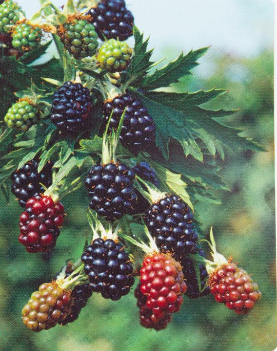 Himbeere Meeker - Rubus idaeus Meeker günstig kaufen