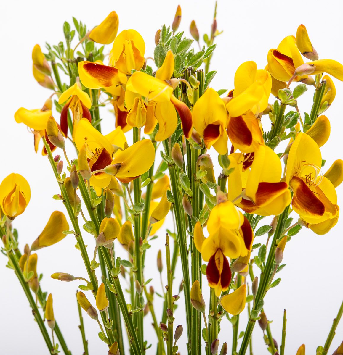 Edelginster Boskoop Ruby - Cytisus scoparius Boskoop Ruby günstig kaufen