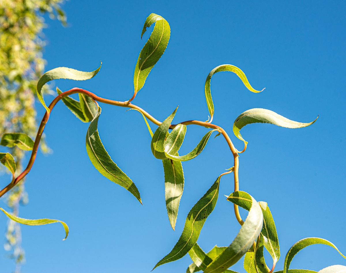 Salweide - Salix caprea günstig kaufen