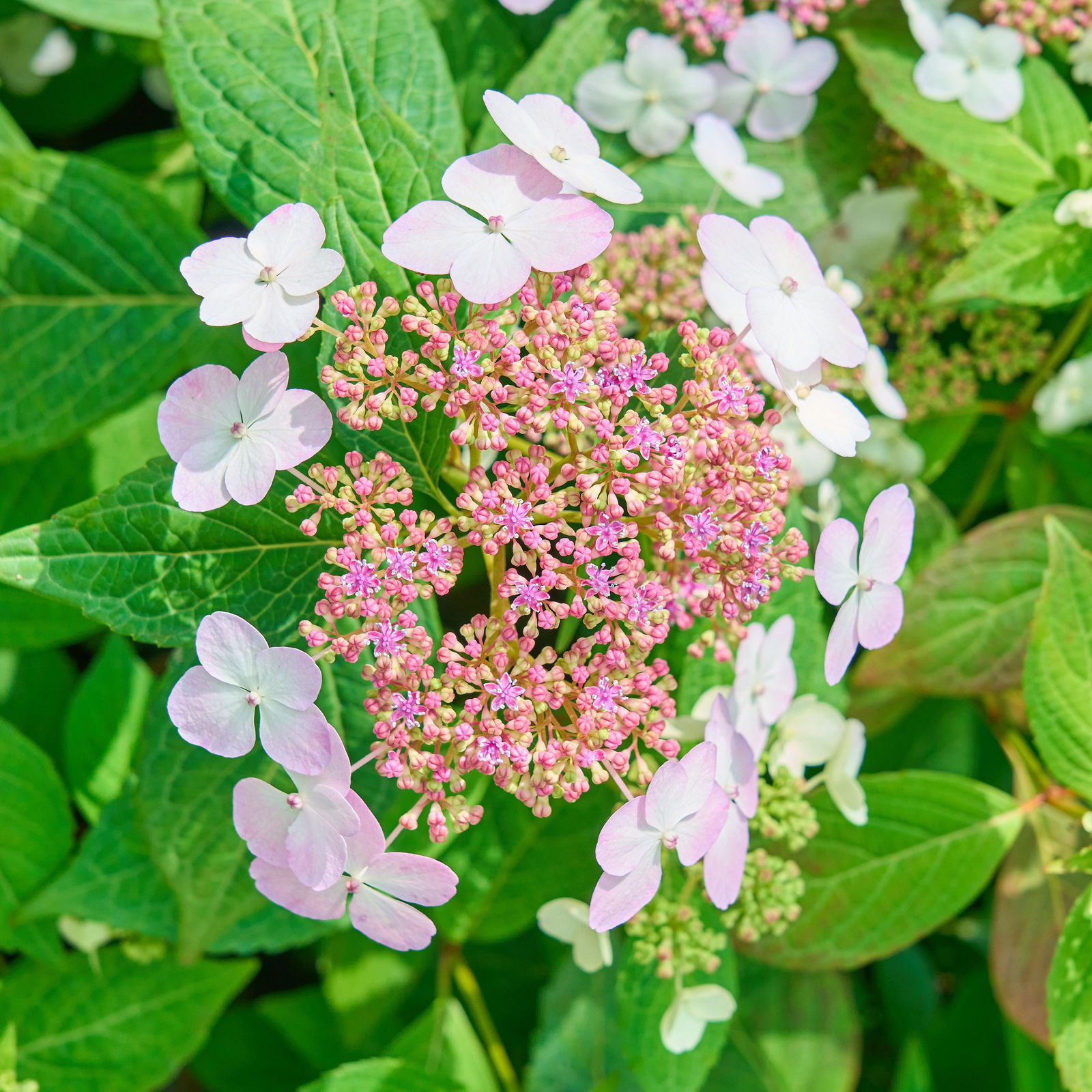 Kleinwüchsige Gartenhortensie Bluebird - Hydrangea serrata Bluebird ...