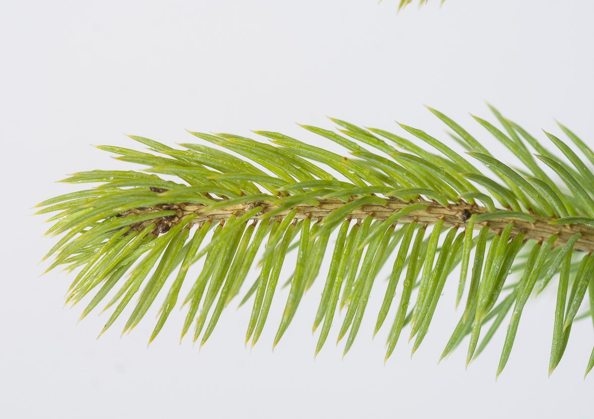 Blaufichte Apache - Picea pungens glauca Apache günstig kaufen