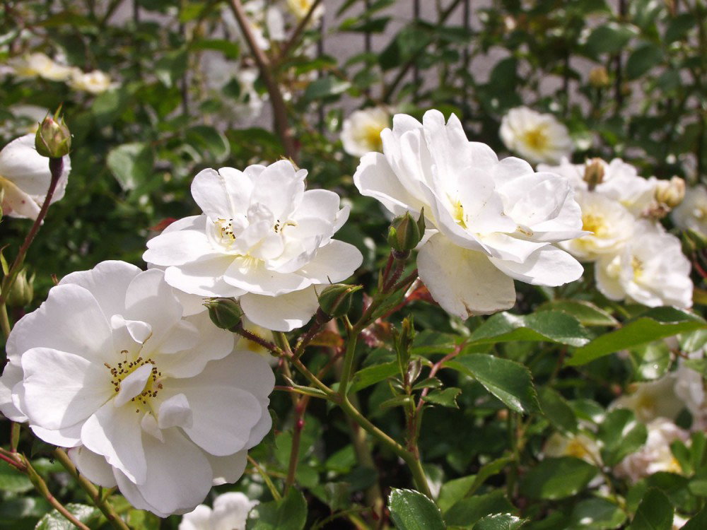 Strauchrose White Haze ® - Rosa White Haze ® günstig kaufen