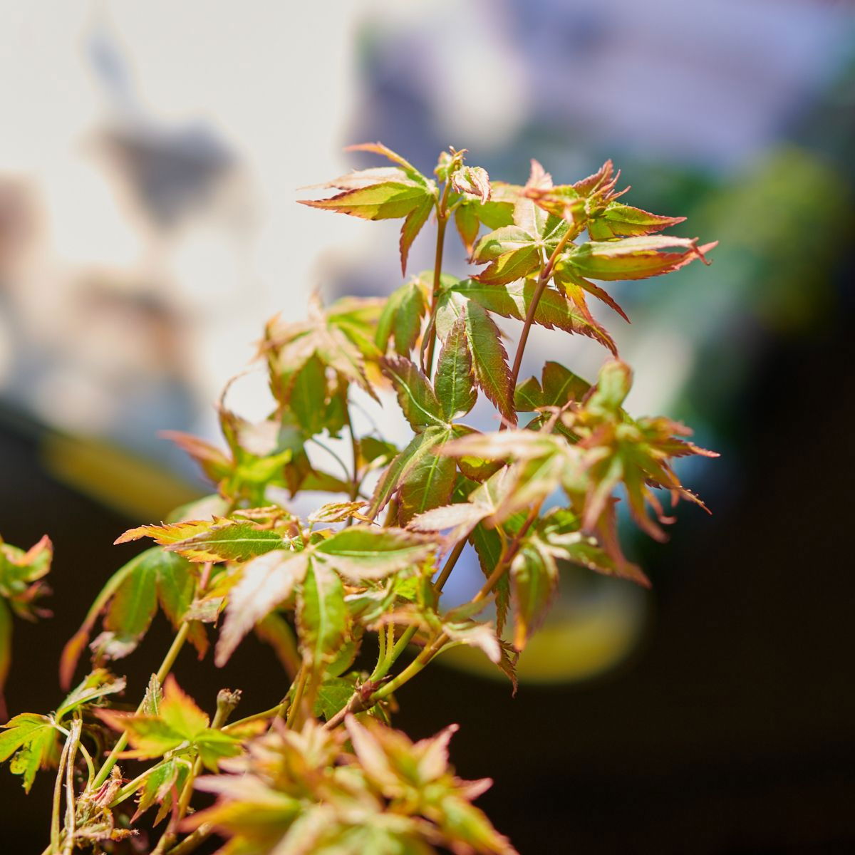 Fächerahorn Little Princess - Acer palmatum Little Princess günstig kaufen