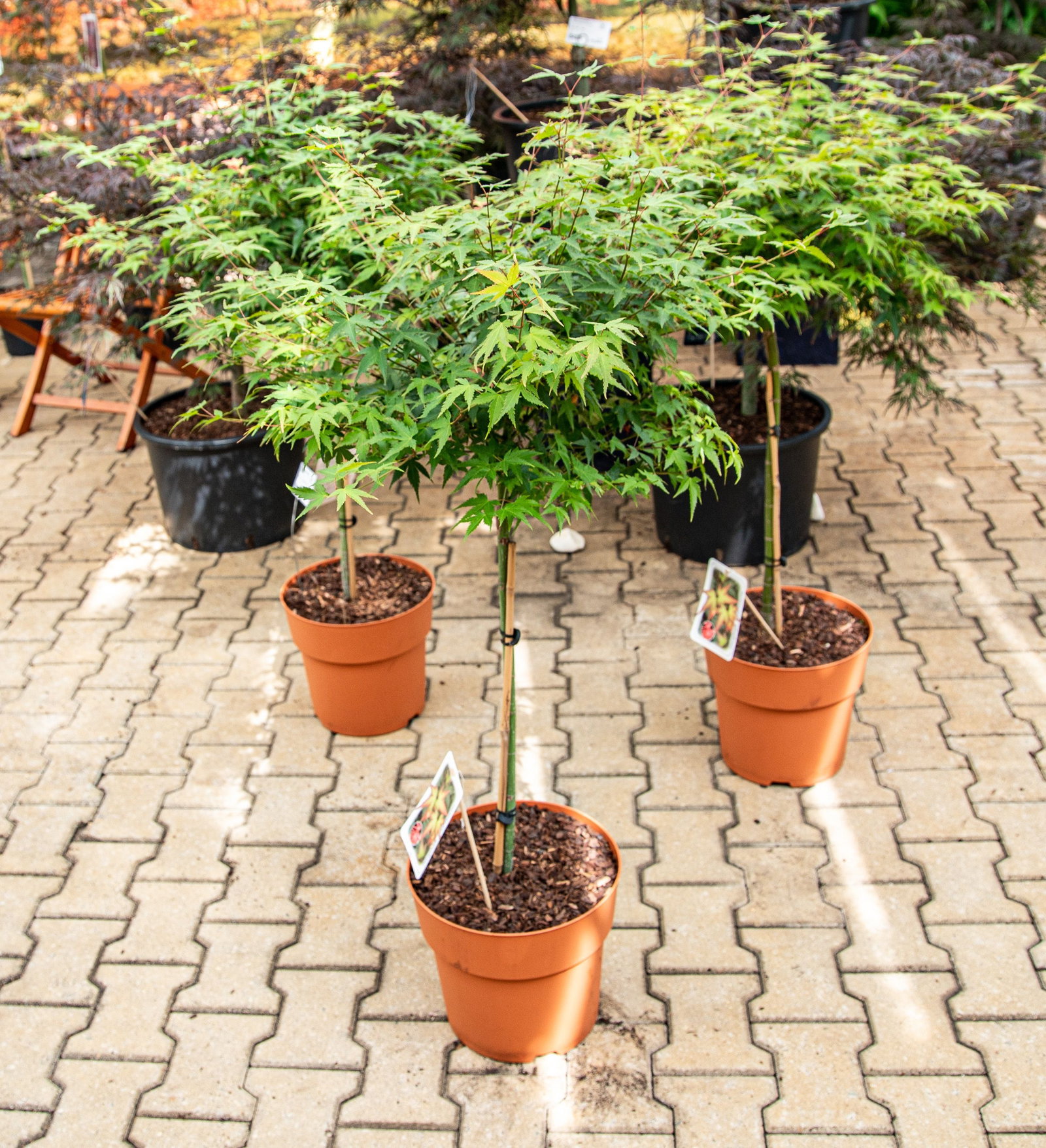 Fächerahorn Little Princess - Acer palmatum Little Princess günstig kaufen