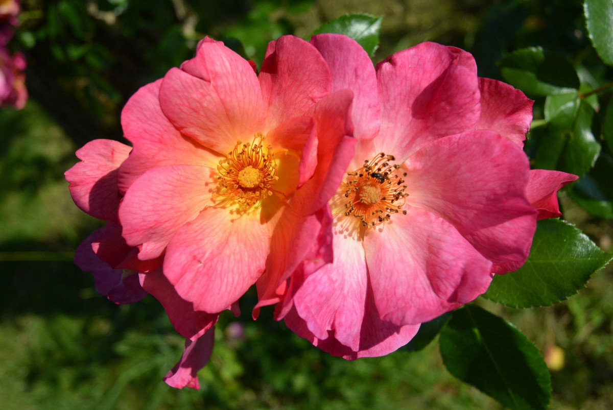 Strauchrose Pretty Sunrise - Rosa Pretty Sunrise günstig kaufen