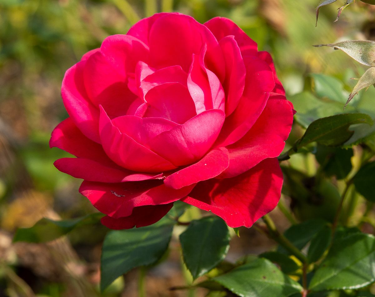 Beetrose Rouge Meilove® - Rosa Rouge Meilove günstig kaufen