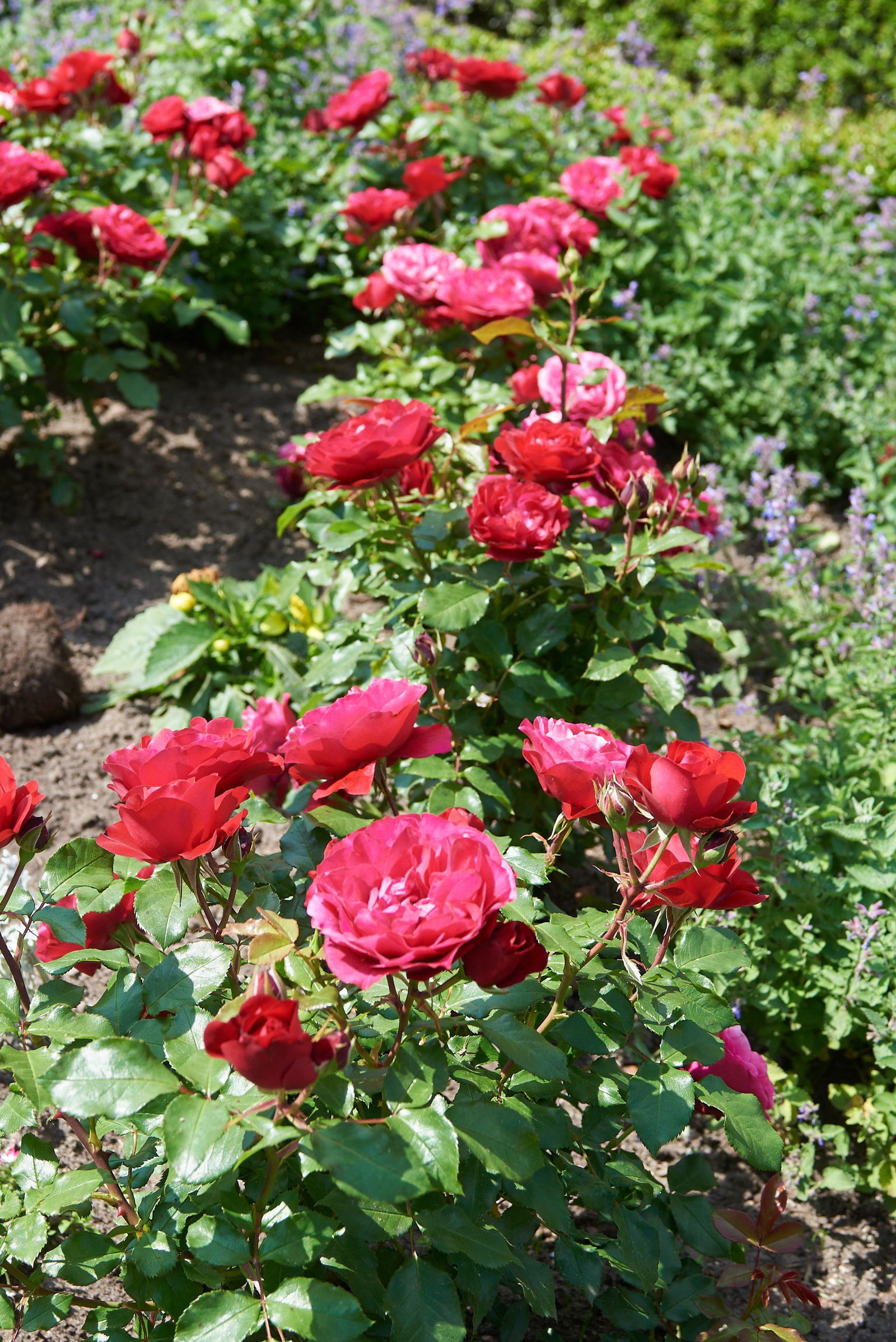 Beetrose Rouge Meilove® - Rosa Rouge Meilove günstig kaufen