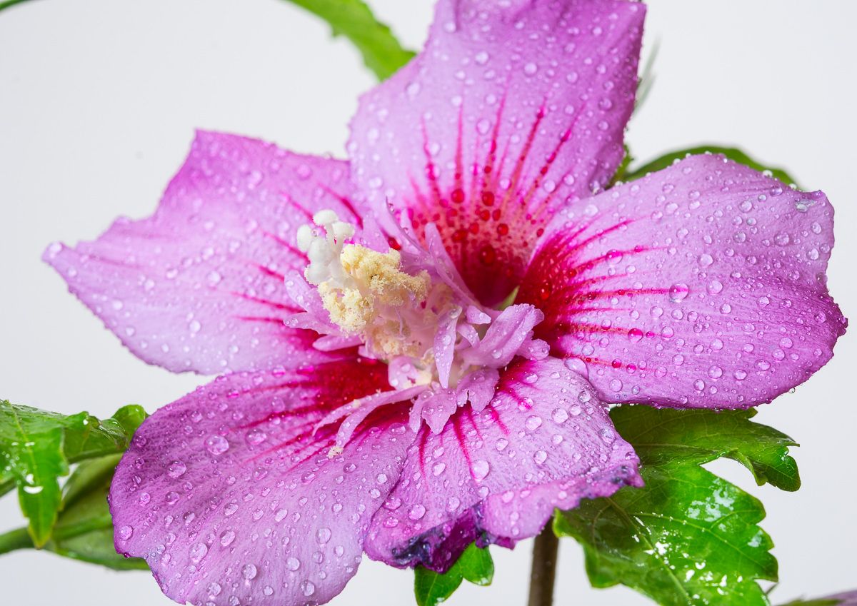 Garteneibisch Russian Violet - Hibiscus syriacus Russian Violet günstig ...