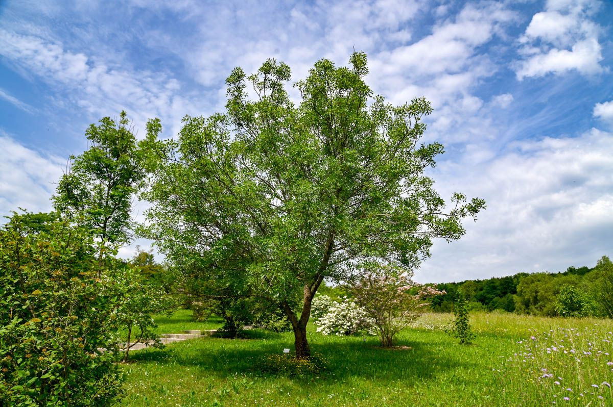Gemeine Esche - Fraxinus excelsior günstig kaufen