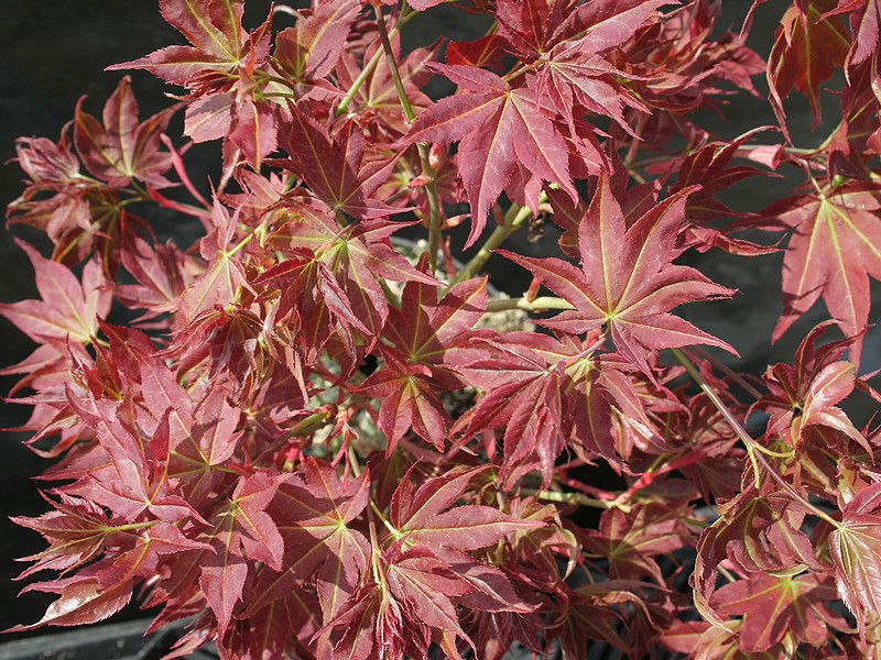 Fächerahorn Ruby Stars - Acer palmatum Ruby Stars günstig kaufen