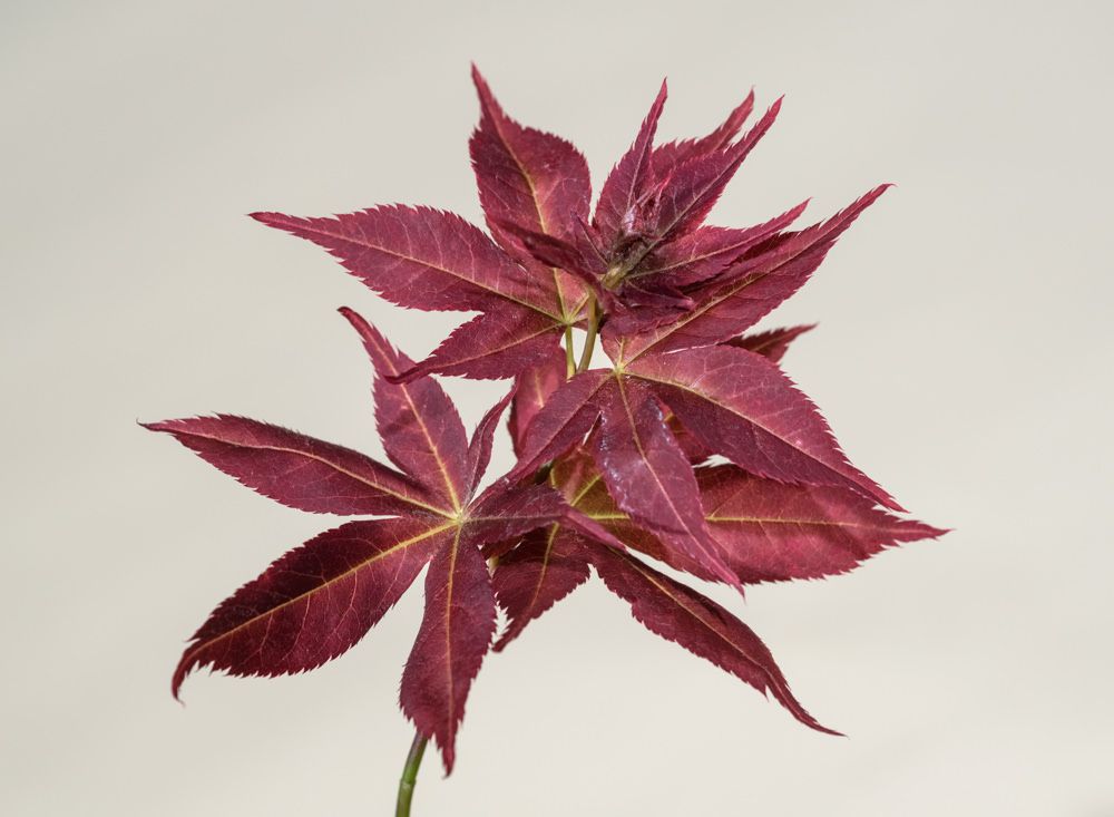 Fächerahorn Ruby Stars - Acer palmatum Ruby Stars günstig kaufen
