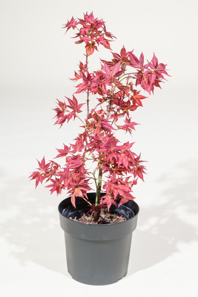 Fächerahorn Ruby Stars - Acer palmatum Ruby Stars günstig kaufen