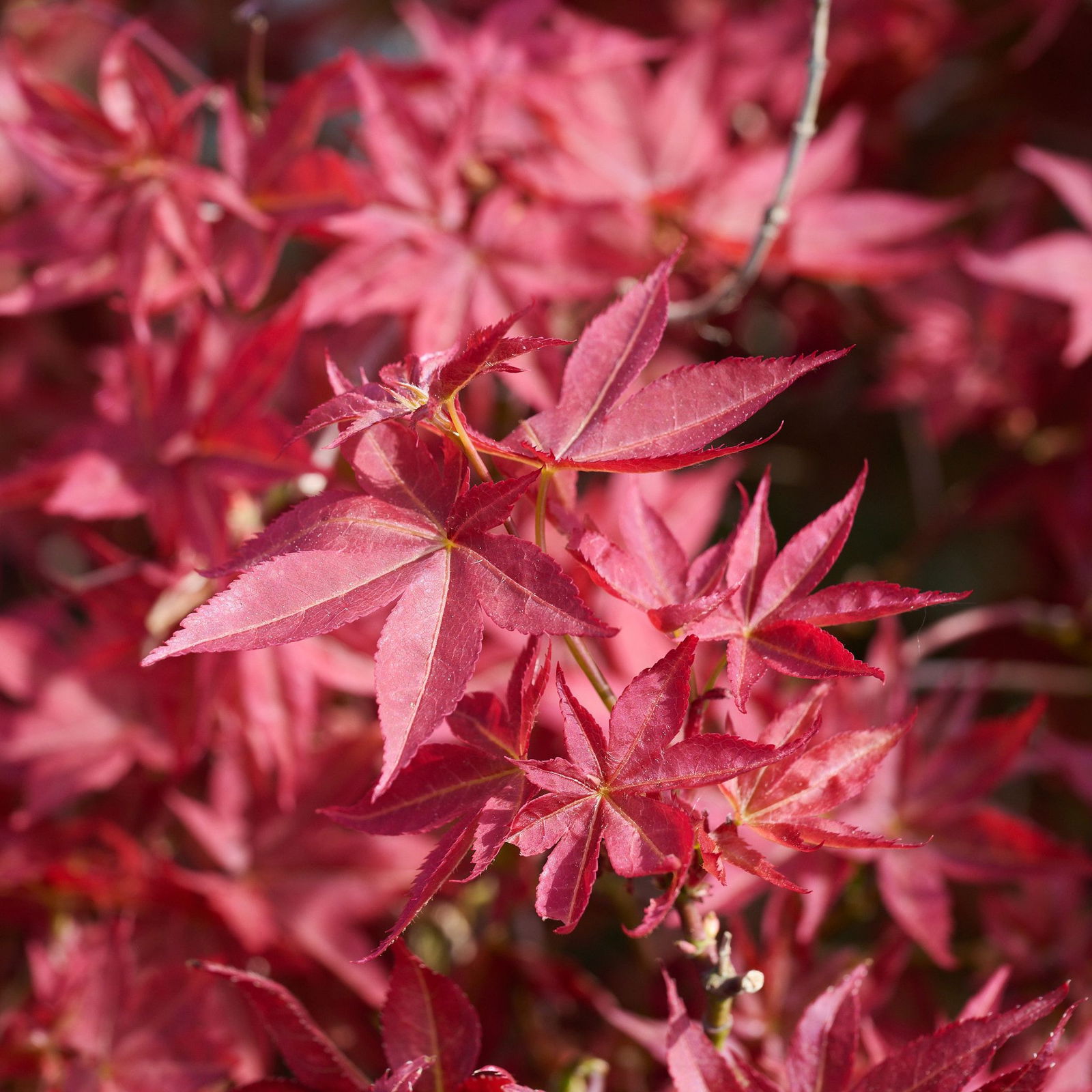 Fächerahorn Ruby Stars - Acer palmatum Ruby Stars günstig kaufen