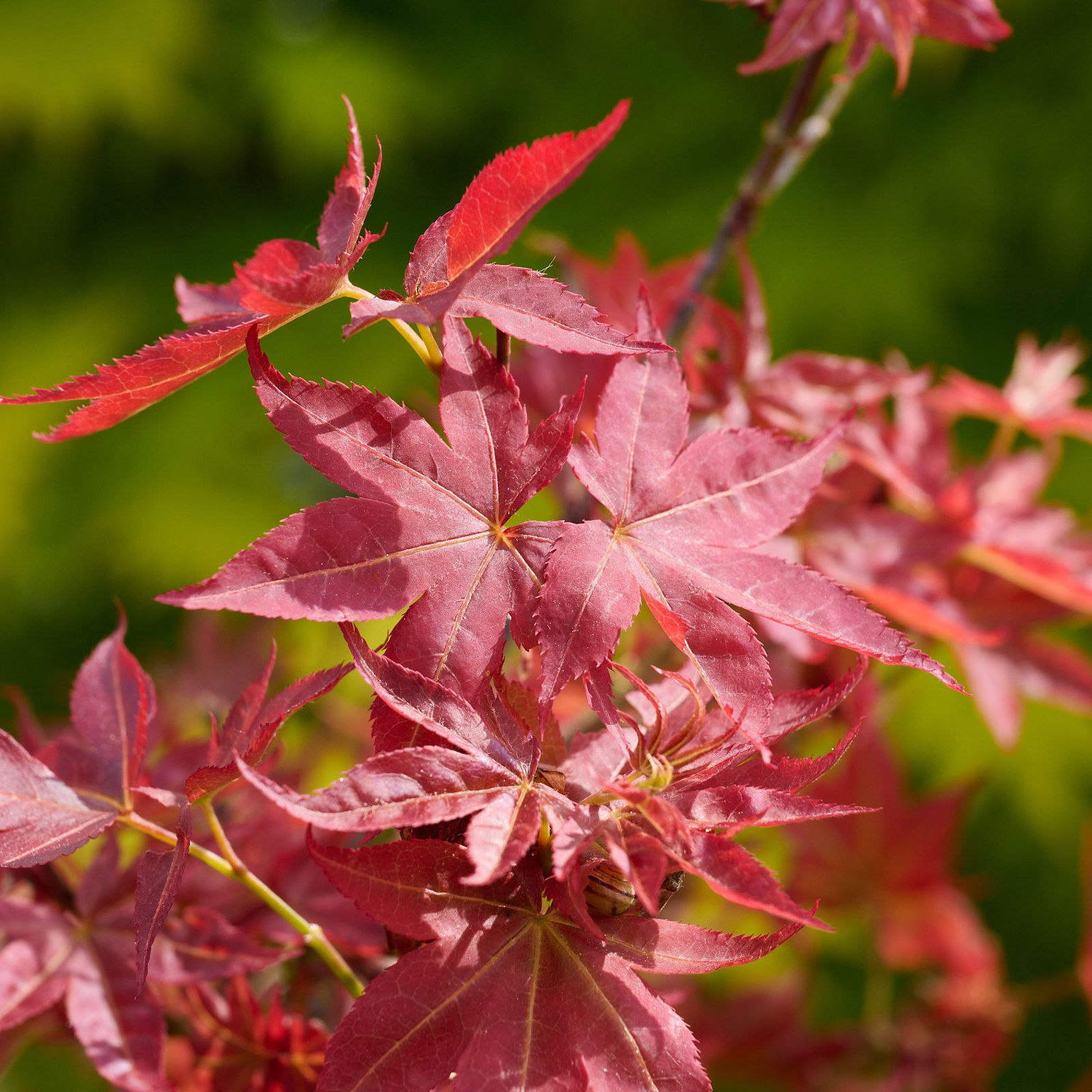 Fächerahorn Ruby Stars - Acer palmatum Ruby Stars günstig kaufen