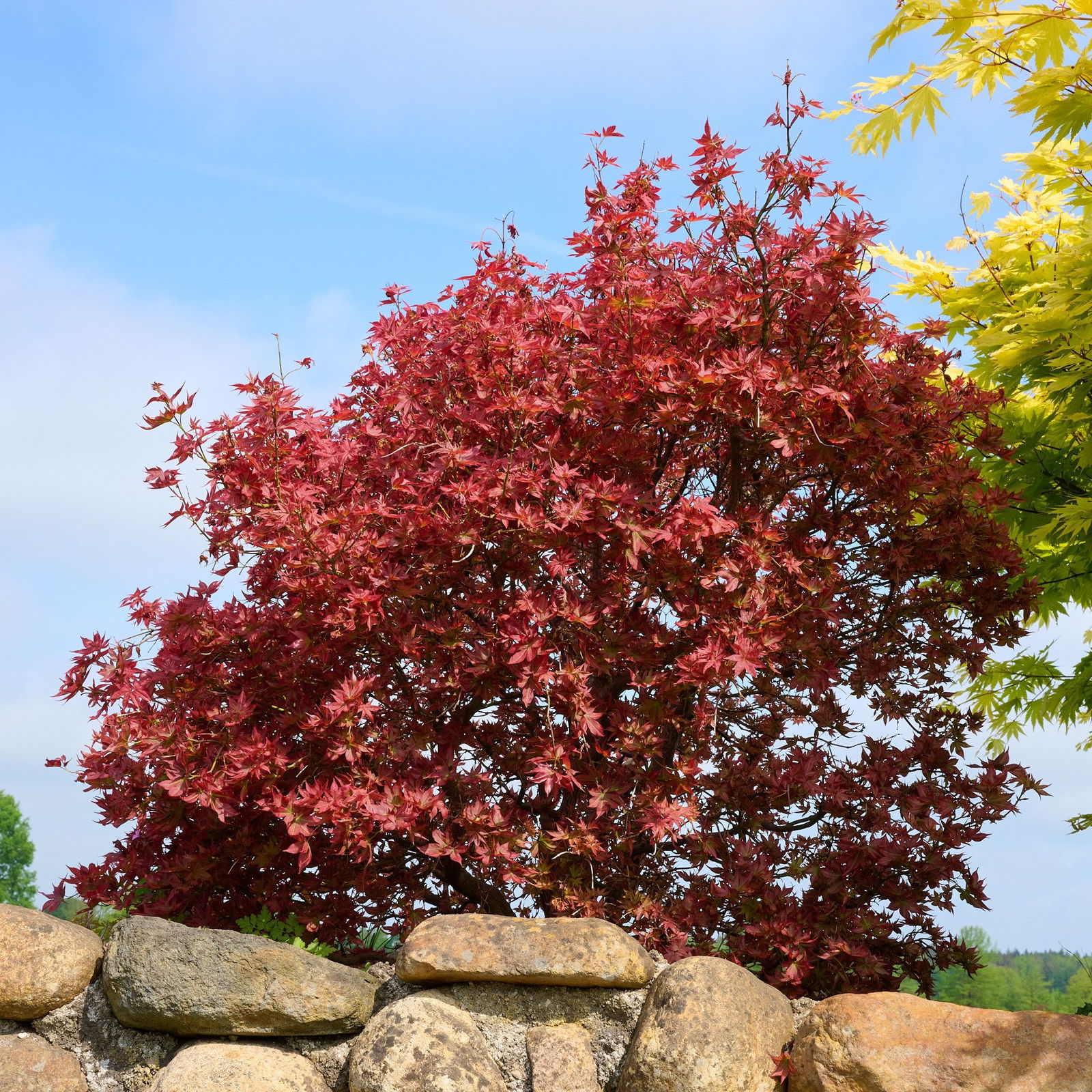 Fächerahorn Ruby Stars - Acer palmatum Ruby Stars günstig kaufen