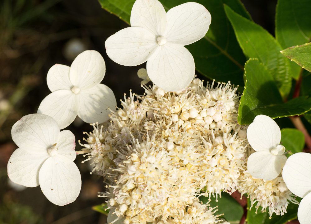 Rispenhortensie Dharuma - Hydrangea paniculata Dharuma günstig kaufen
